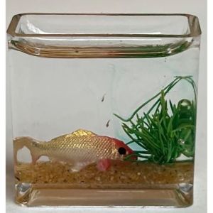 Rectangle Fish Bowl – The Little Doll House